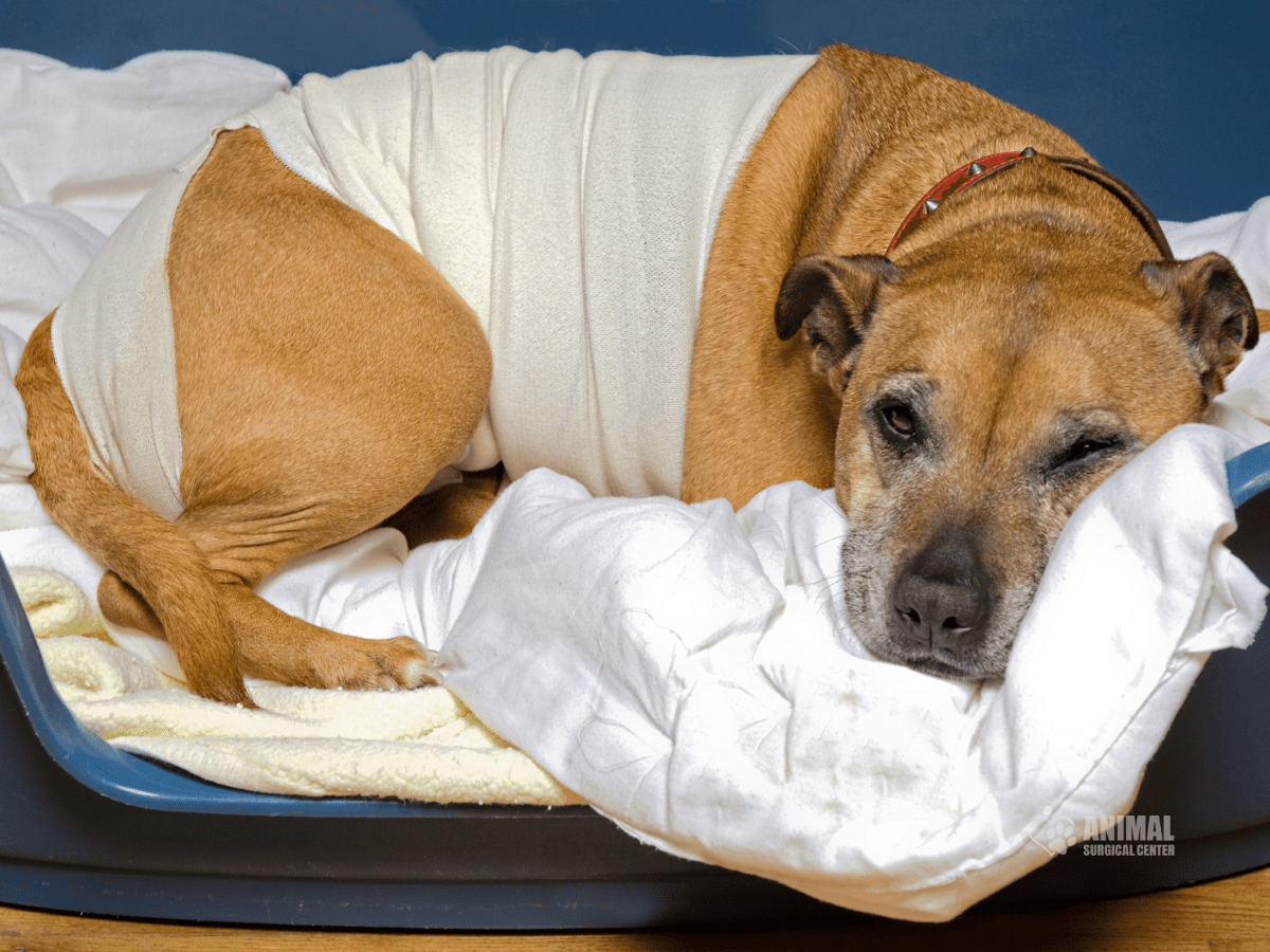 Understanding Spinal Surgery at the Animal Surgical Center: From ...