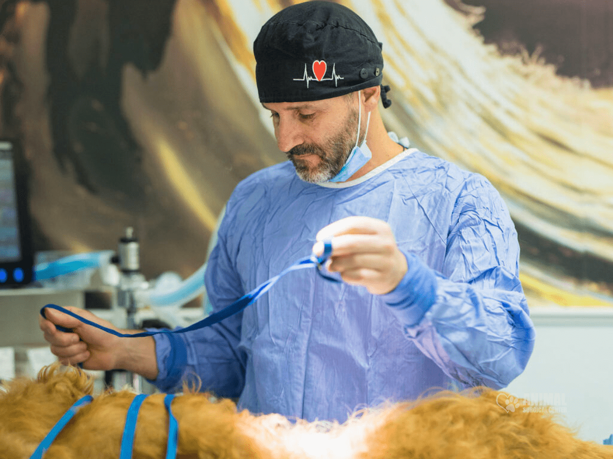 A Day in the Life of a Veterinary Surgeon, From the Inside | Animal ...