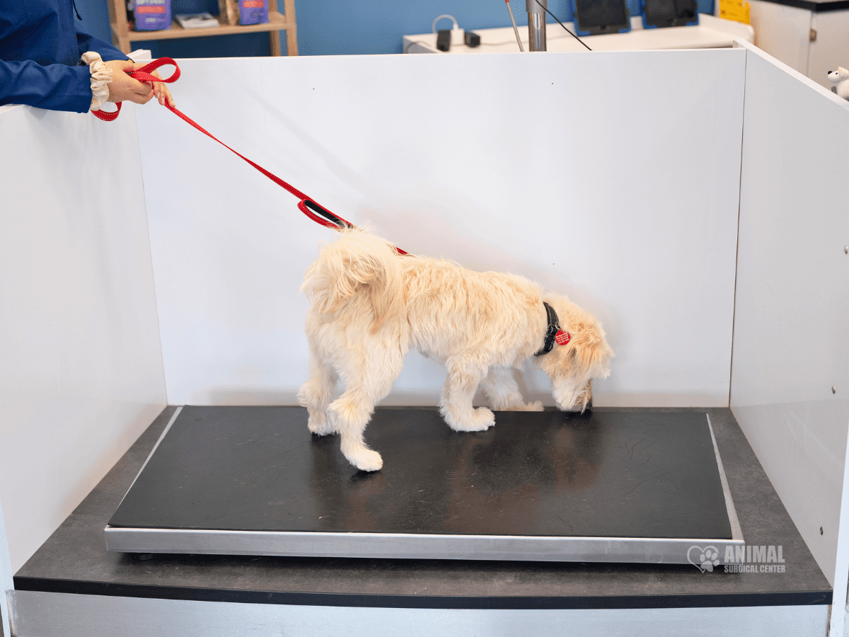 Pet Surgery: A Pet Owner’s Guide to Surgery at Animal Surgical Center ...