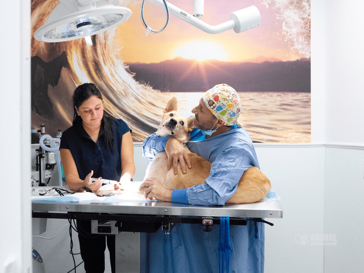 A Day in the Life of a Veterinary Surgeon, From the Inside | Animal ...