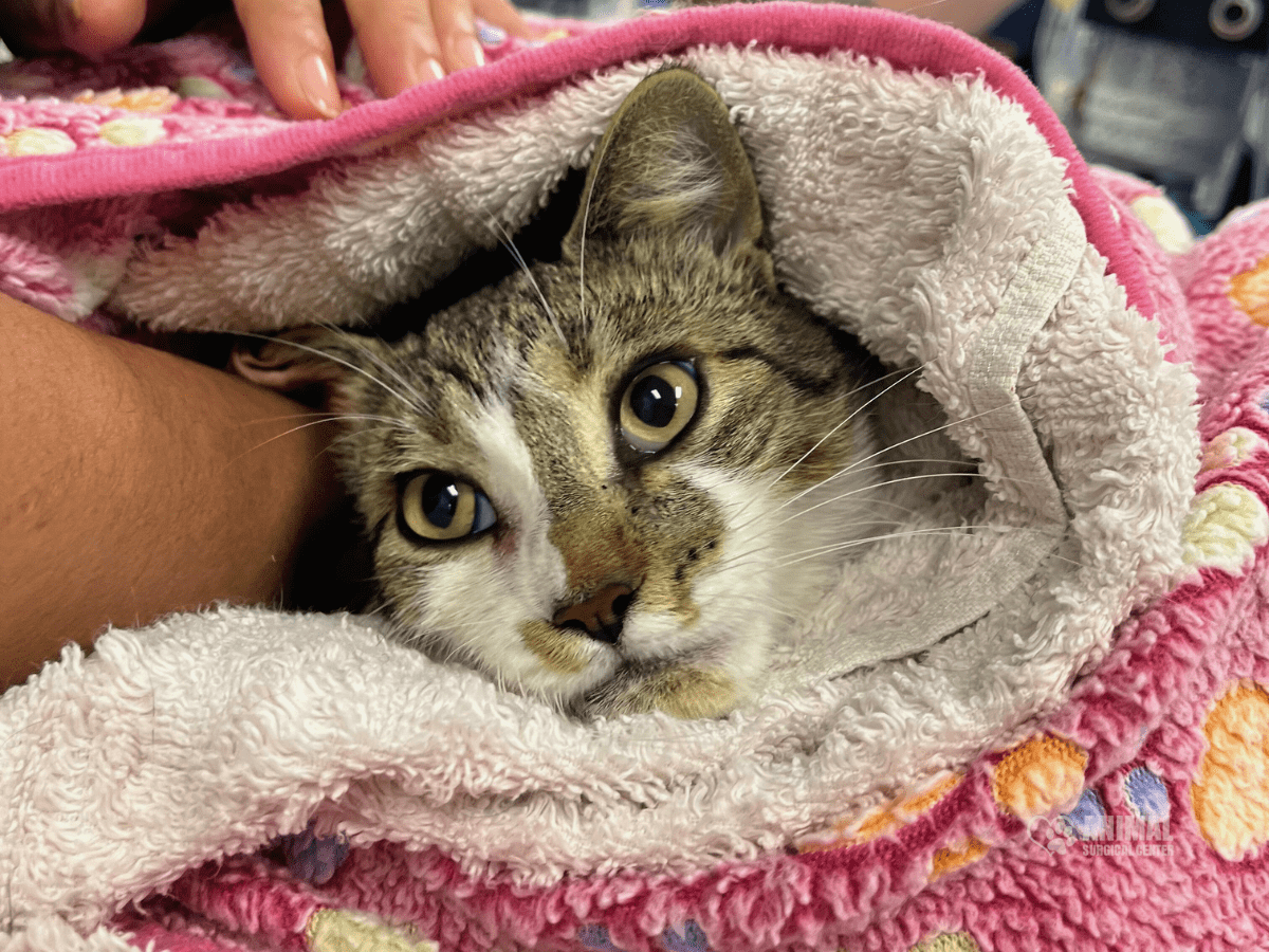 Understanding Cat Surgery: Procedures, Care, and Recovery | Animal ...